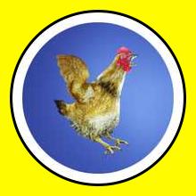Chicken - Snap Lens Finder