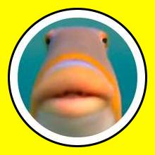 funny fish - Snap Lens Finder