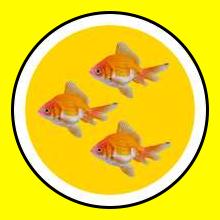 Gold Fish Lens - Snap Lens Finder