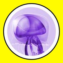 Jellyhead - Snap Lens Finder