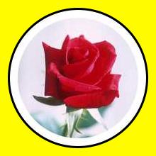 Red Rose - Snap Lens Finder