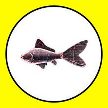 retro goldfish - Snap Lens Finder