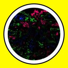 RGB Outline - Snap Lens Finder